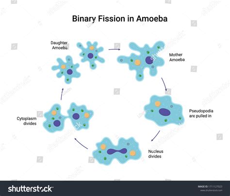 Binary Fission Amoeba Vector Educational Illustration Vector có sẵn miễn phí bản quyền