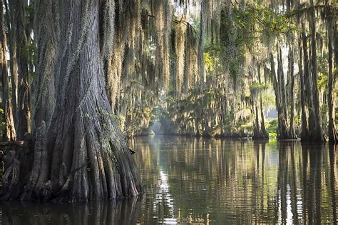 What Is The Importance Of Swamps