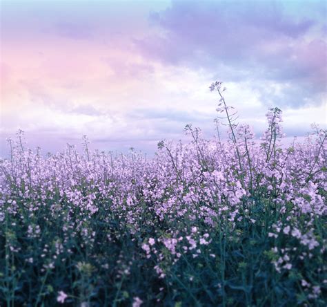 Purple Flowers Field Purple Field Pictures Download Free Images On