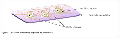 Unmasking Plasma Membrane Blebbing Insight Medical Publishing