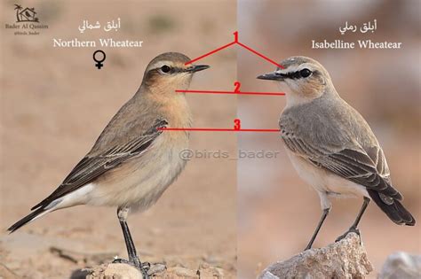 أبلق أشهب أبلق درجي، أبلق رملي Oenanthe Isabellina طبيعة السعودية