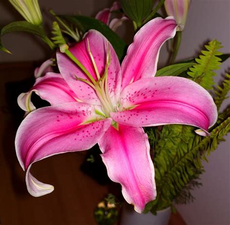 Bela flor | Luiz Ribeiro | Flickr