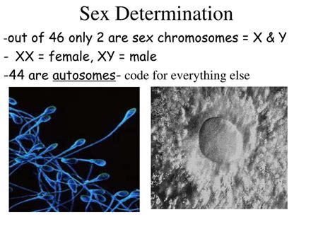 PPT Non Mendelian Inheritance PowerPoint Presentation Free Download ID 3965235