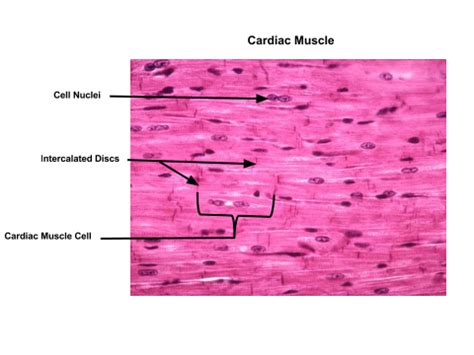 Cardiac Muscle Tissue Diagram Quizlet