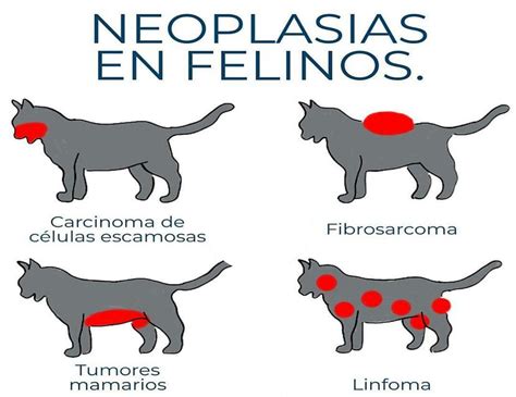 Neoplasias en felinos | fraii | uDocz