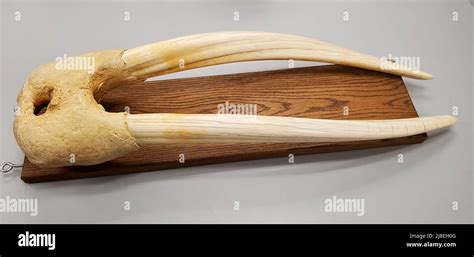 Walrus Muzzle Mountjust The Tusks Part Of A Far North Collection At