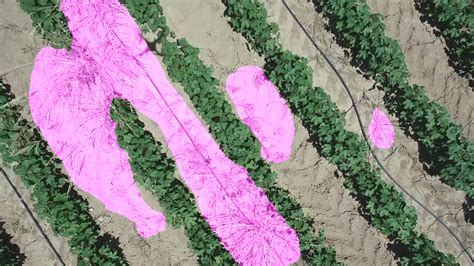 GitHub CoFly Project Weed Detection Weed Detection On Problematic Areas In Terms On