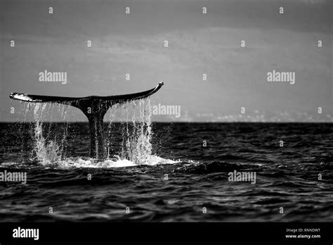 Humpback whale tail slapping hi-res stock photography and images - Alamy