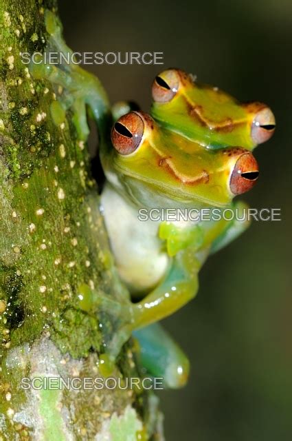 Jade Tree Frogs Mating Stock Image Science Source Images