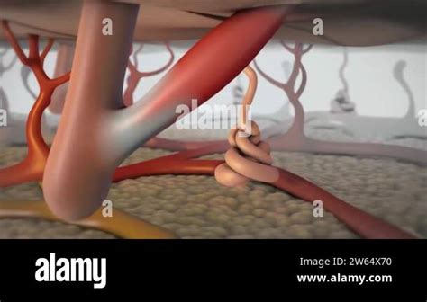 Surface Epithelium Stock Videos And Footage Hd And 4k Video Clips Alamy
