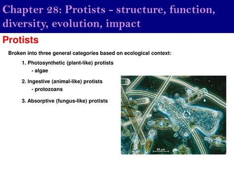 Ppt Chapter 28 Protists Structure Function Diversity Evolution