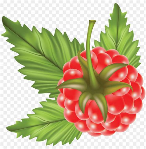 Raspberry PNG Images With Transparent Backgrounds Image ID TOPpng