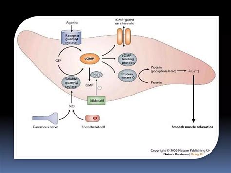 Secondary Messengers System Pptx