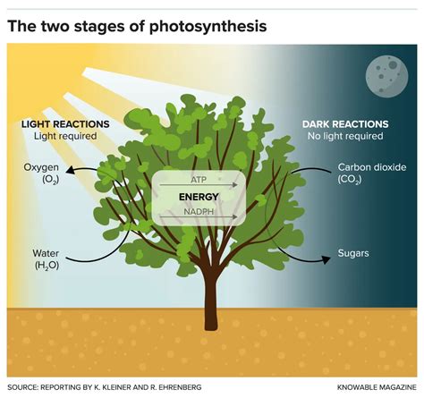 Is Hacking Photosynthesis The Key To Increasing Crop Yields
