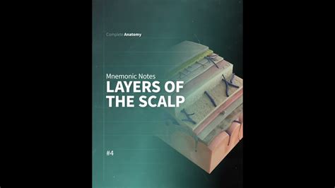 Mnemonics Notes Layers Of The Scalp Youtube Mnemonics Notes Layers Of The Scalp Youtube