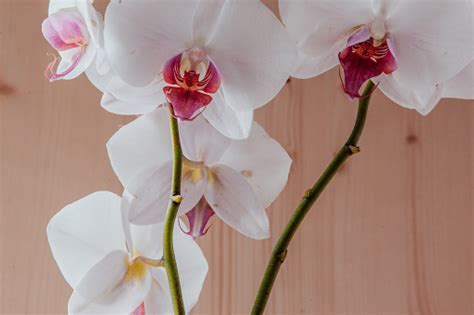 나무 배경에 흰 난초 꽃이 닫힙니다 꽃이 만발한 호접란 식물 포스터 달력 게시물 화면 보호기 벽지 엽서 배너 표지 웹 사이트에 대 한 꽃 구성 고품질 사진 경외감에 대한