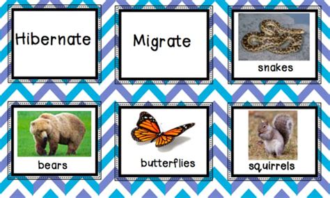 Hibernation Vs Migration Sort By Teach Pray And Love Third Tpt