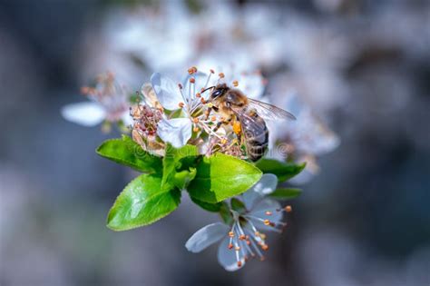 a honeybee apis mellifera is perched on a white flower possibly a