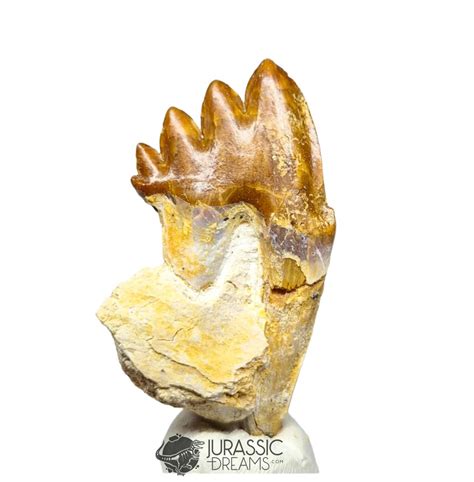 Finest Quality Basilosaurus Whale Ancestor Molar Rooted Tooth
