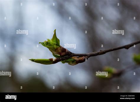 Budding Buds On A Tree Branch In Early Spring Macro Early Spring A Twig On A Blurred