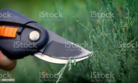 정원사의 손 인하는 Secateur와 주목의 불필요 한 나뭇가지 클로즈업 가지치기에 대한 스톡 사진 및 기타 이미지 가지치기 가지치기 가위 금속 Istock