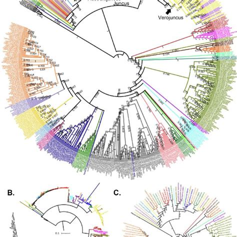 Best Tree From Ml Analysis Based On All Rbcl Trnl Trnf Its