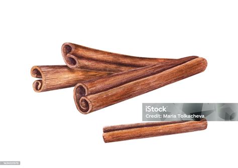 계피 스틱의 구성 나무 껍질에서 추출한 천연 유기농 향신료 흰색 배경에 분리된 계피의 수채화 그림 의학 음식 및 아로마 테라피 계피에 대한 스톡 벡터 아트 및 기타 이미지