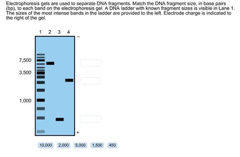 Solved: Electrophoresis Gels Are Used To Separate DNA Frag... | Chegg.com