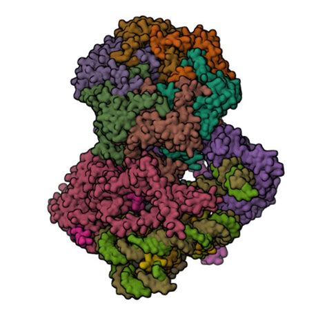 Rcsb Pdb 8av6 Cryoem Structure Of Ino80 Core Nucleosome Complex In