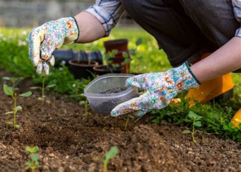 Using Chicken Manure As Fertilizer The Happy Chicken Coop