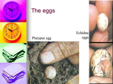 Platypus Eggs Size