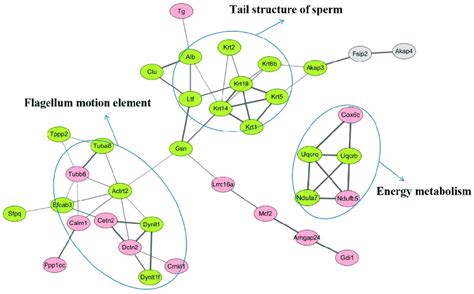 The Protein Protein Interaction Network Analysis Of Deps Note Only