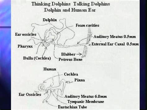 Dolphin Hearing Capabilities And Loss Ppt