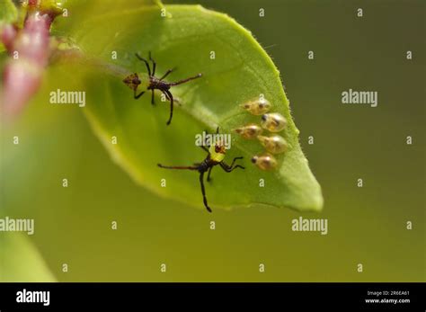 Box Bug Gonocerus Acuteangulatus Early Stage Larvae North Rhine