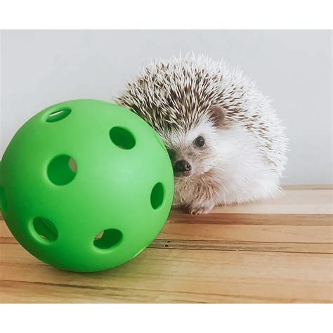 Hedgehog Ball