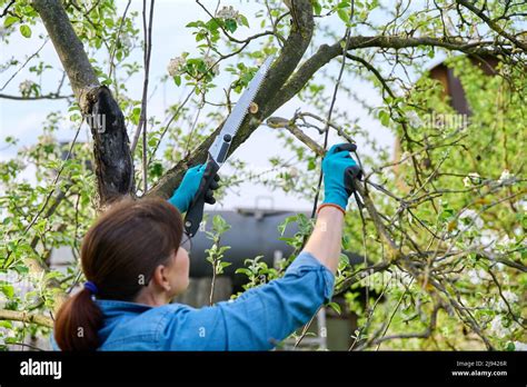 Woman Gardener In Gloves With Garden Saw Cutting Down A Dry Branch On An Apple Tree With Stock