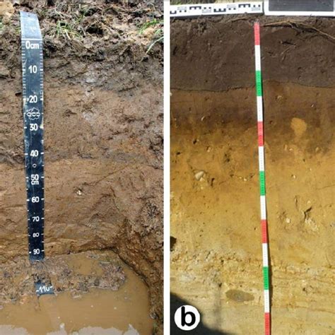 2 A Landscape With Rheic Histosols Soil Type V In The Nature
