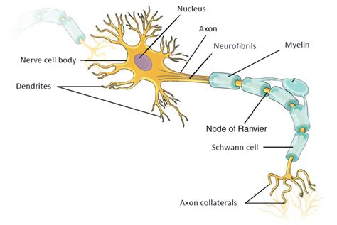 6 3 Neurons Structure And Functioning Medicine Libretexts