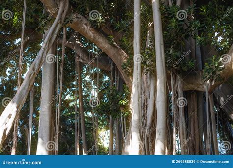 Big Ficus Macrophylla Tree In Tropical Forest Stock Image Image Of Canary Giant 269588839