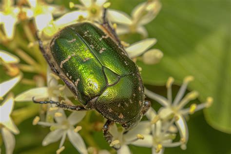 Le Monde Fascinant Des Hannetons Écologie Et Comportement Moneti Web