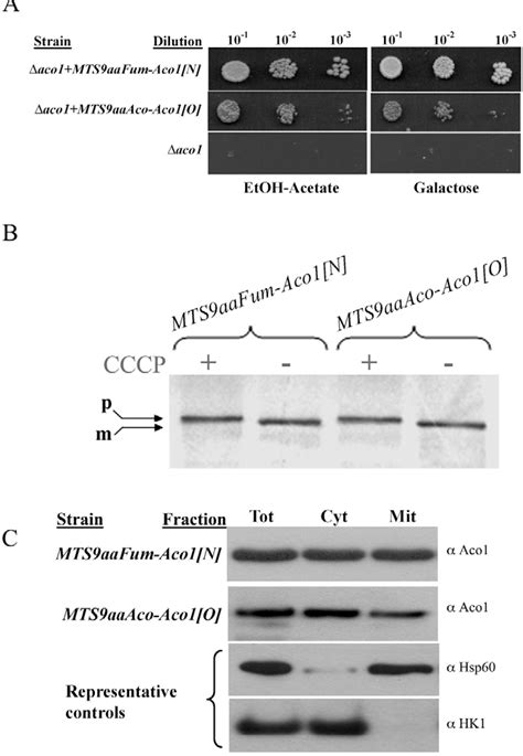 Figure 2 From The Mitochondrial Targeting Sequence Tilts The Balance