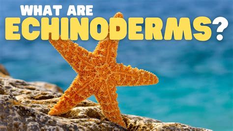 What Are Echinoderms Learn All About The Phylum Of Starfish Sea