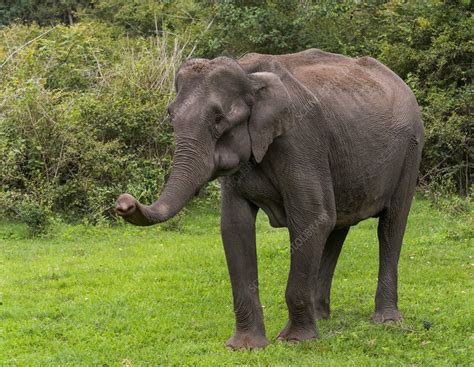 Female Indian Elephant Stock Image C051 6901 Science Photo Library