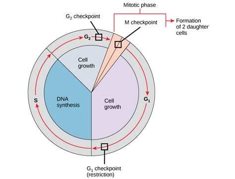 Cell Cycle Checkpoints Biology For Non Majors I