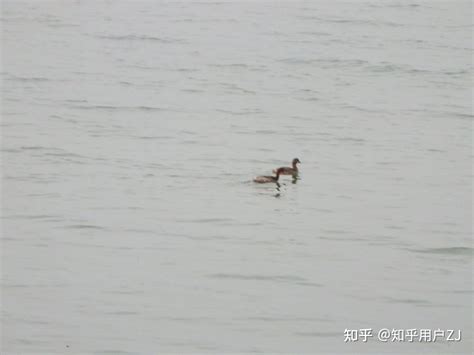 《咏鹅》的作者是谁，他是哪个朝代的 知乎