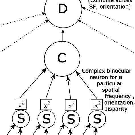 The Computational Architecture Underlying Disparity Based Computation Download Scientific Diagram
