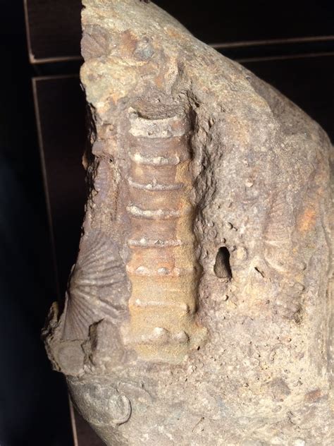 Identification Fossil ID The Fossil Forum