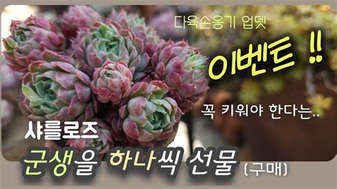 다육화분 ️하나 더 이벤트 샤를로즈 군생 가볍고 통기성 좋은 옹기분 Youtube