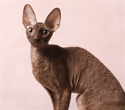 Cornish Rex Η αριστοκράτισσα της Κορνουάλης Platinum Hellas