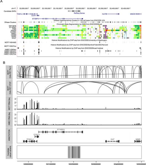 In Silico Analysis Of The 17q22 Locus A Functional Annotations